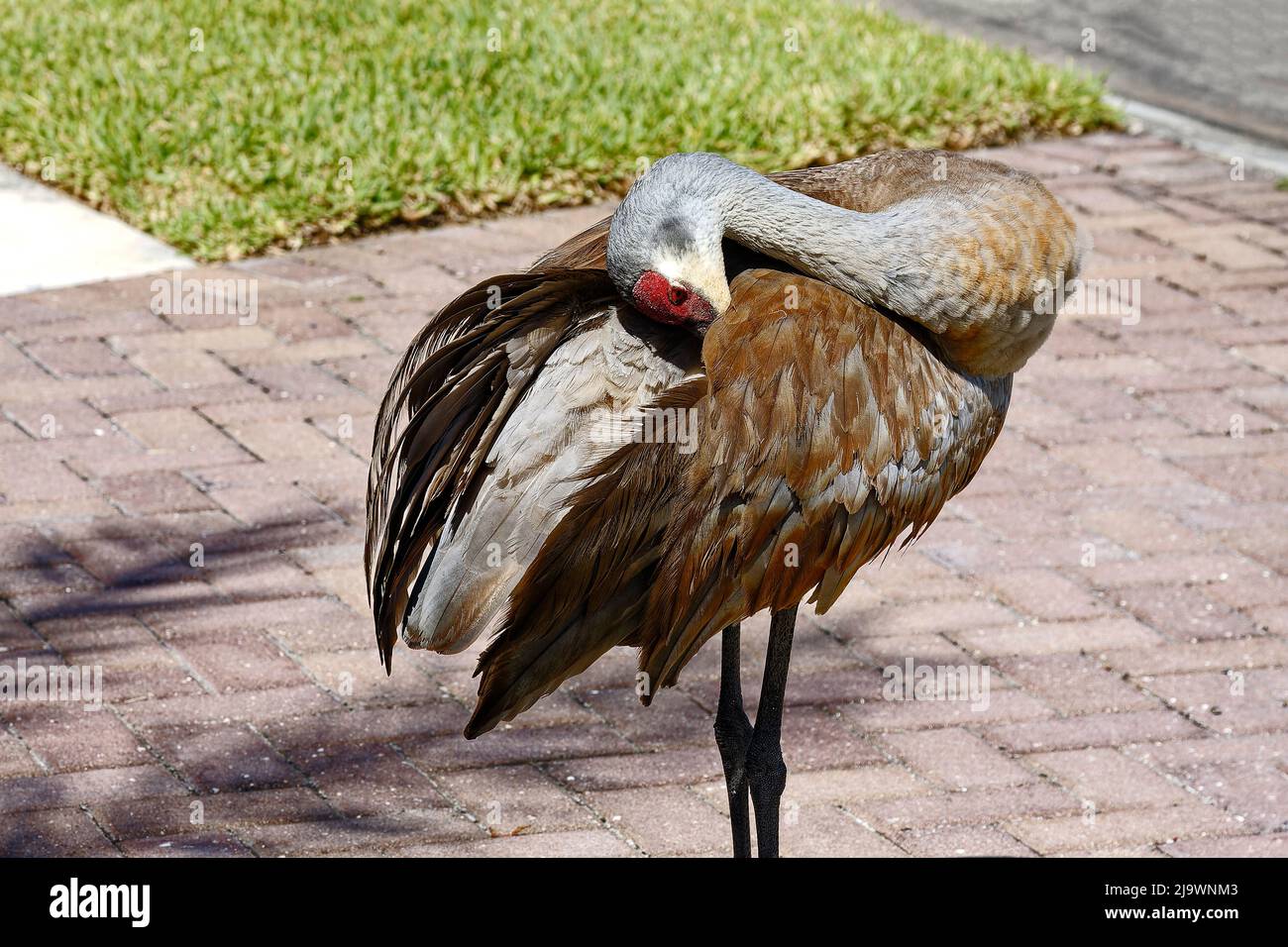 Sandhill crane preening hi-res stock photography and images - Alamy