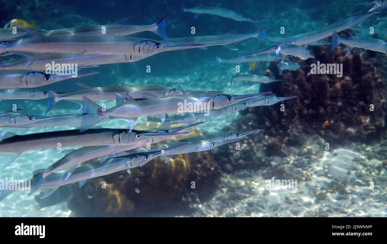 School of photo needlefish or Belonidae hunting on a coral reef ...