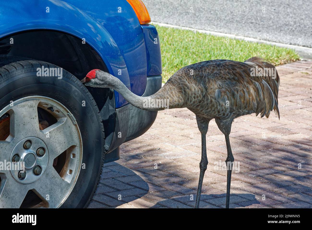 Blue bird car hi-res stock photography and images - Alamy