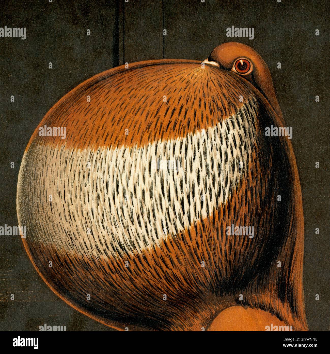 Close detail square format view of a male Yellow-Pied Pouter Pigeon ...