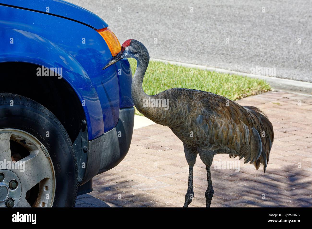 Sandhill crane, pecking at blue car, standing in paver driveway ...