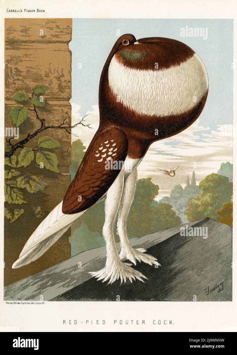 Red-pied pouter pigeon, crop inflated. Circa 1880 chromolithograph ...