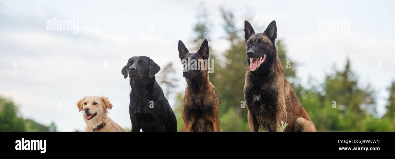 Wide view image of four dogs - belgian malinois shepherd, labrador ...