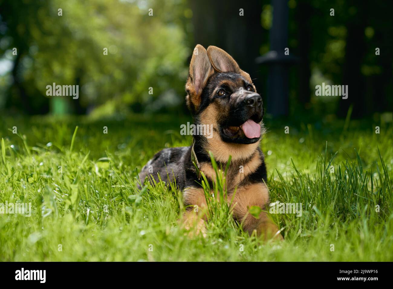 Are German Shepherds Playful Dogs
