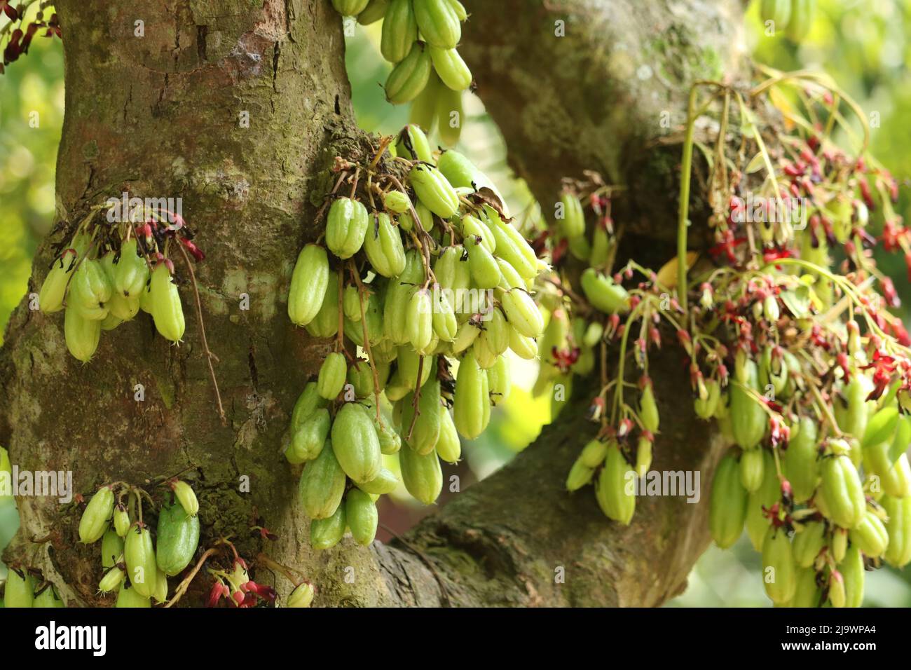 Averrhoa bilimbi fruit fresh on the tree Stock Photo - Alamy