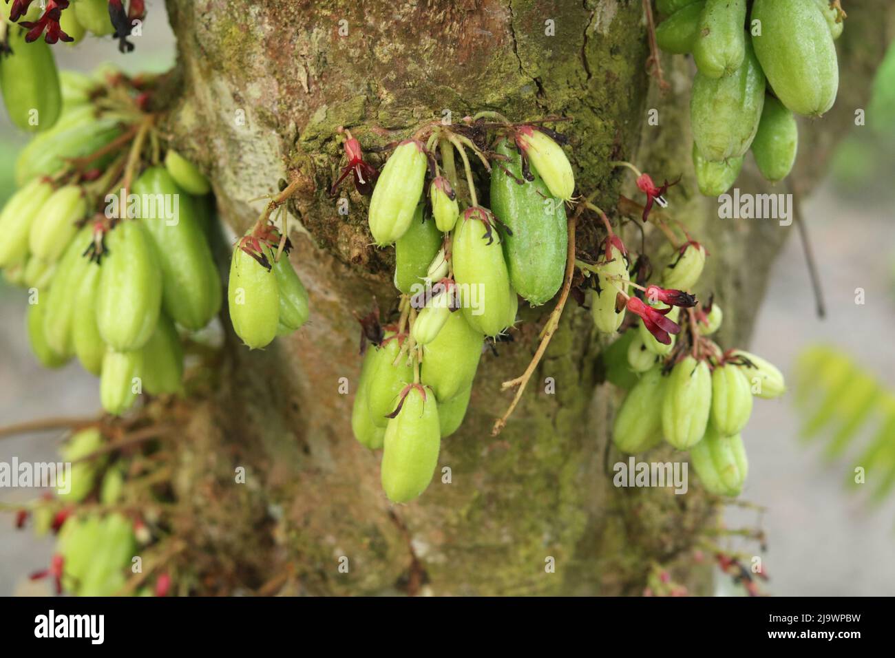 Traditional fruit plant hi-res stock photography and images - Alamy
