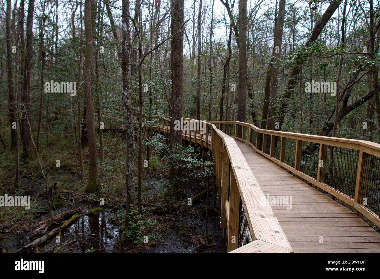 Congaree National Park located in South Carolina and preserves the ...