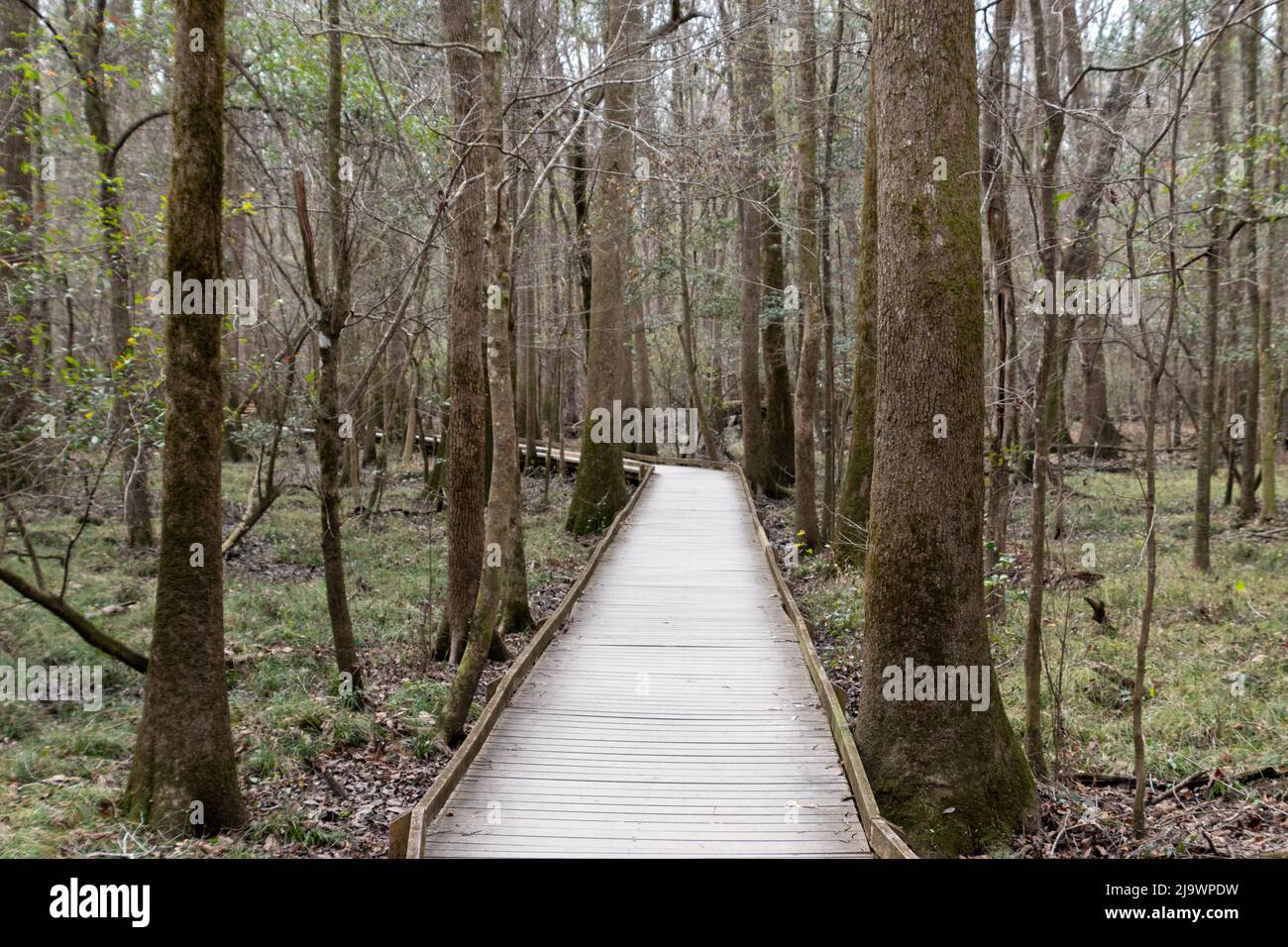 Congaree National Park located in South Carolina and preserves the ...