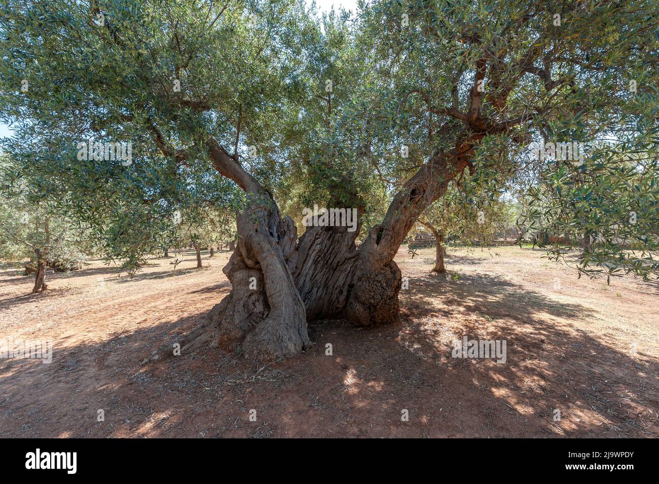 Olive tree landscape puglia italy hi-res stock photography and images ...