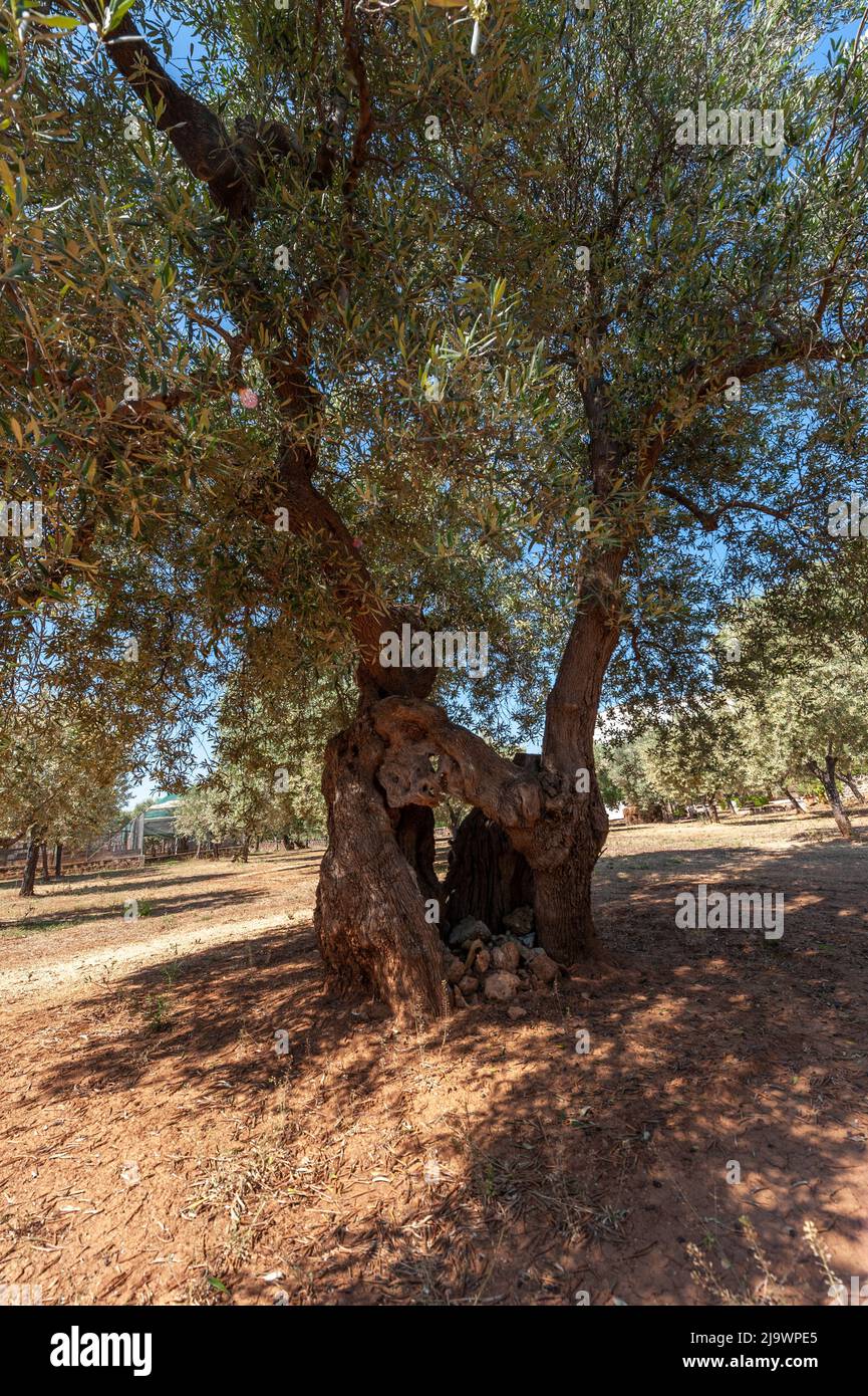 Olive tree landscape puglia italy hi-res stock photography and images ...