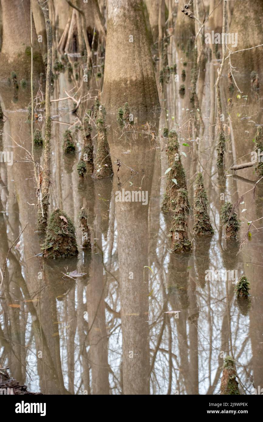 Congaree National Park located in South Carolina and preserves the ...