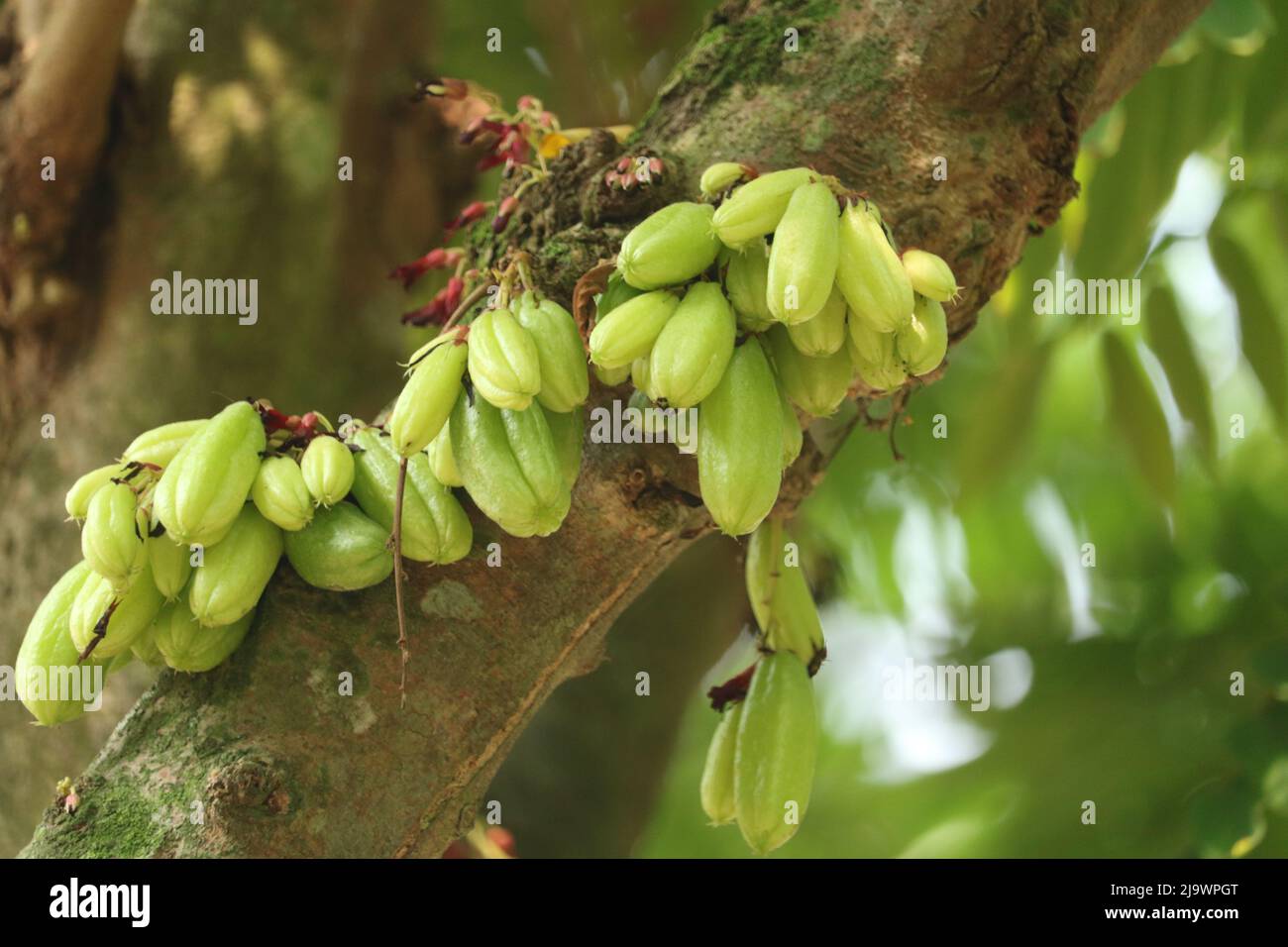 Young beautiful fresh food averrhoa bilimbi cucumber tree cooking,Close ...