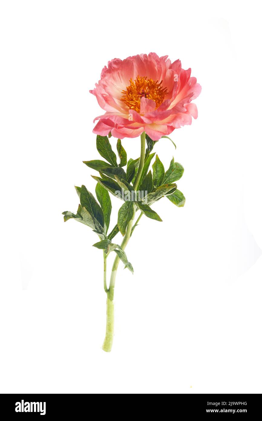 Border peony flowers on Cut Out Stock Images & Pictures - Alamy