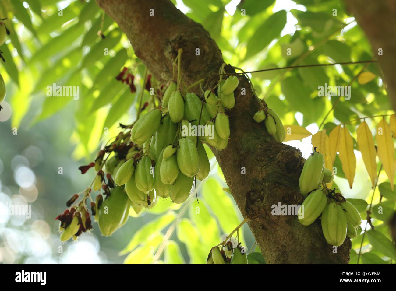 Young beautiful fresh food averrhoa bilimbi cucumber tree cooking,Close ...