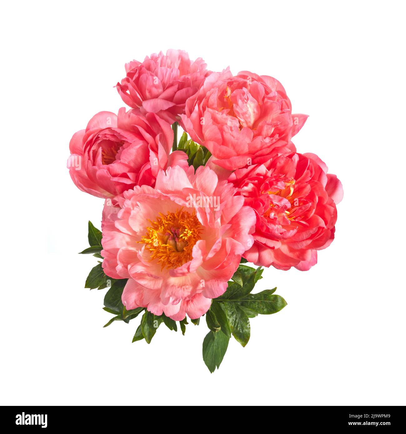 Beautiful pink peonies flowers isolated on white background Stock Photo ...