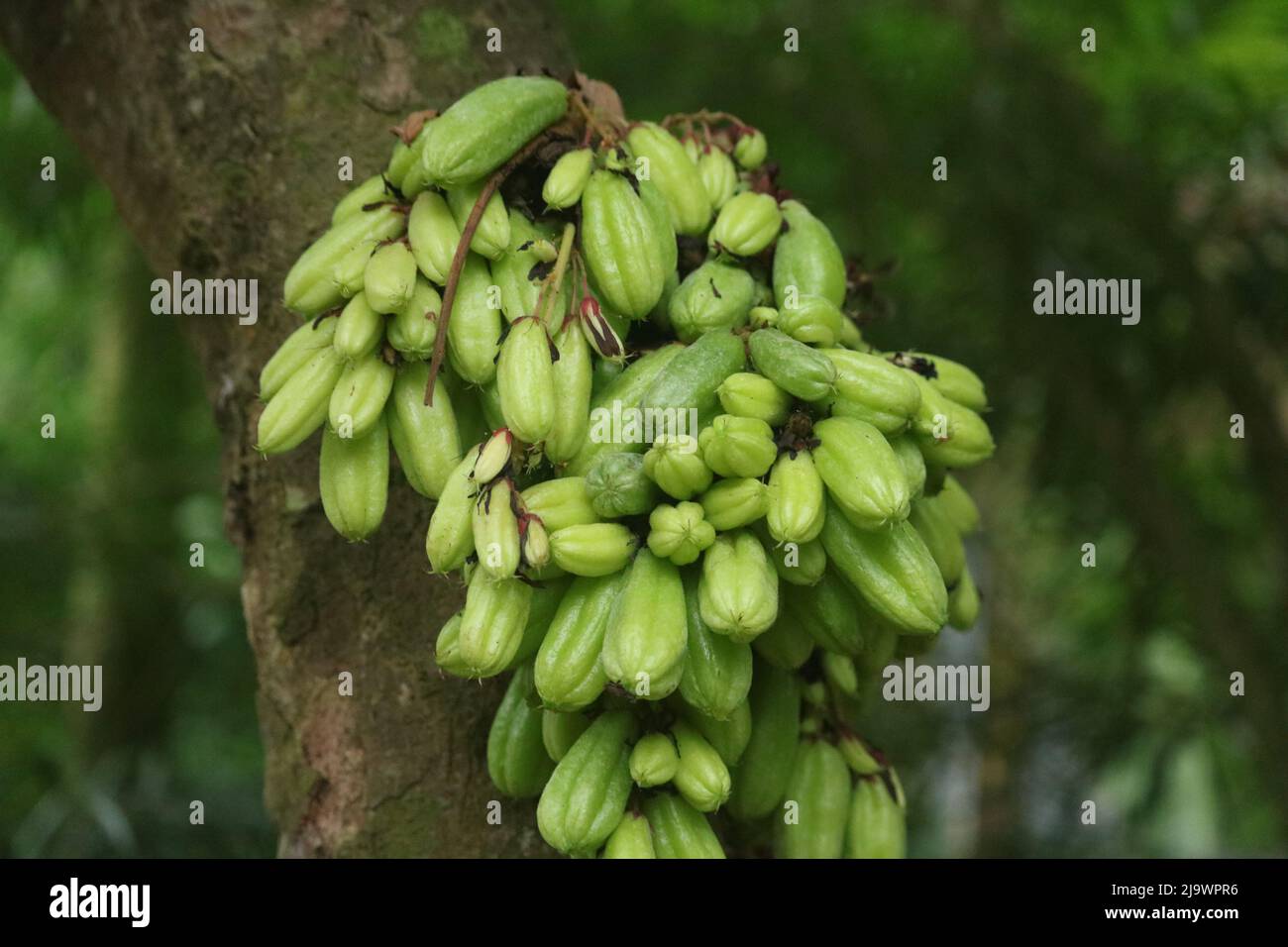 Young beautiful fresh food averrhoa bilimbi cucumber tree cooking,Close ...