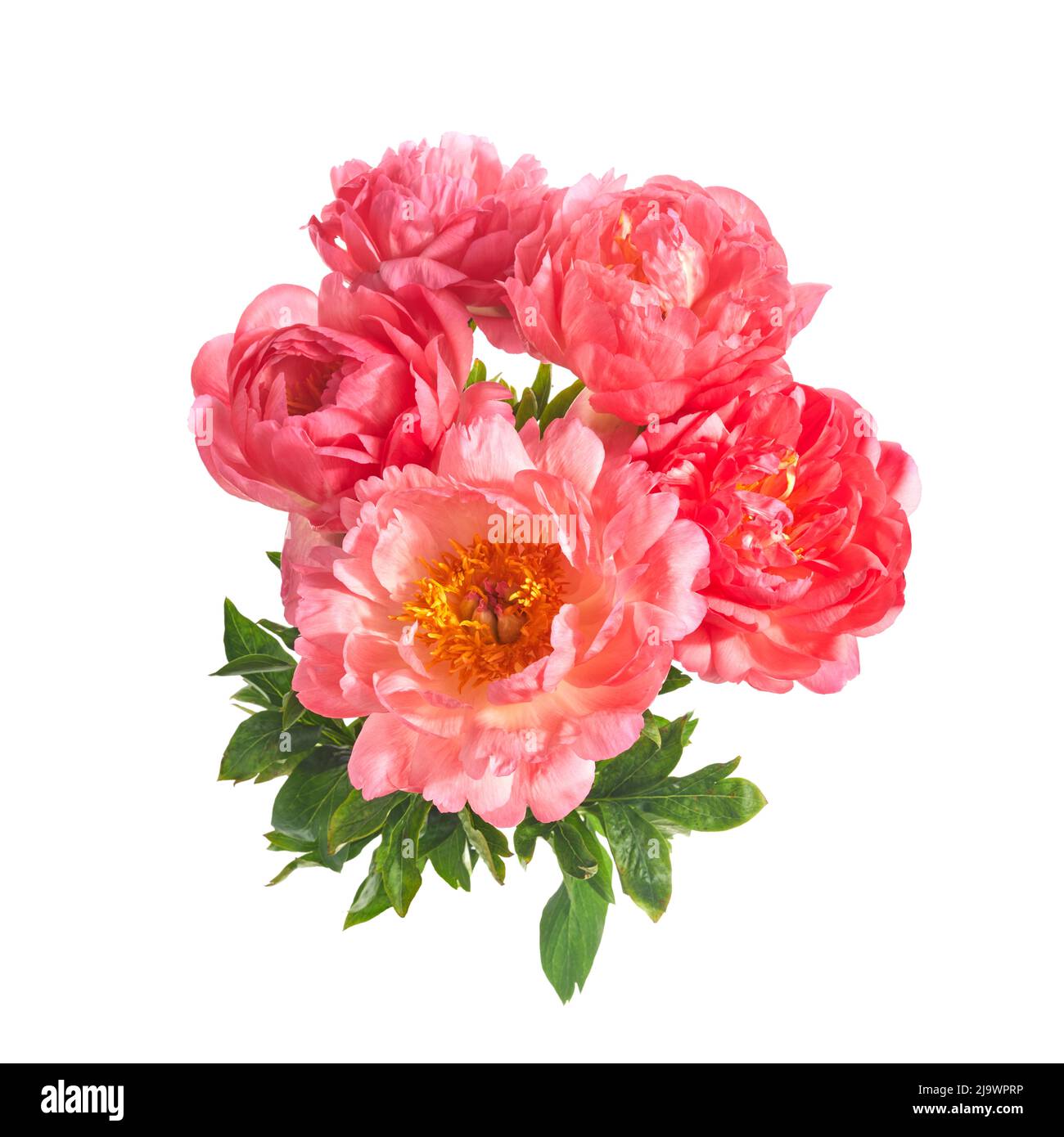 Beautiful pink peonies flowers isolated on white background Stock Photo ...