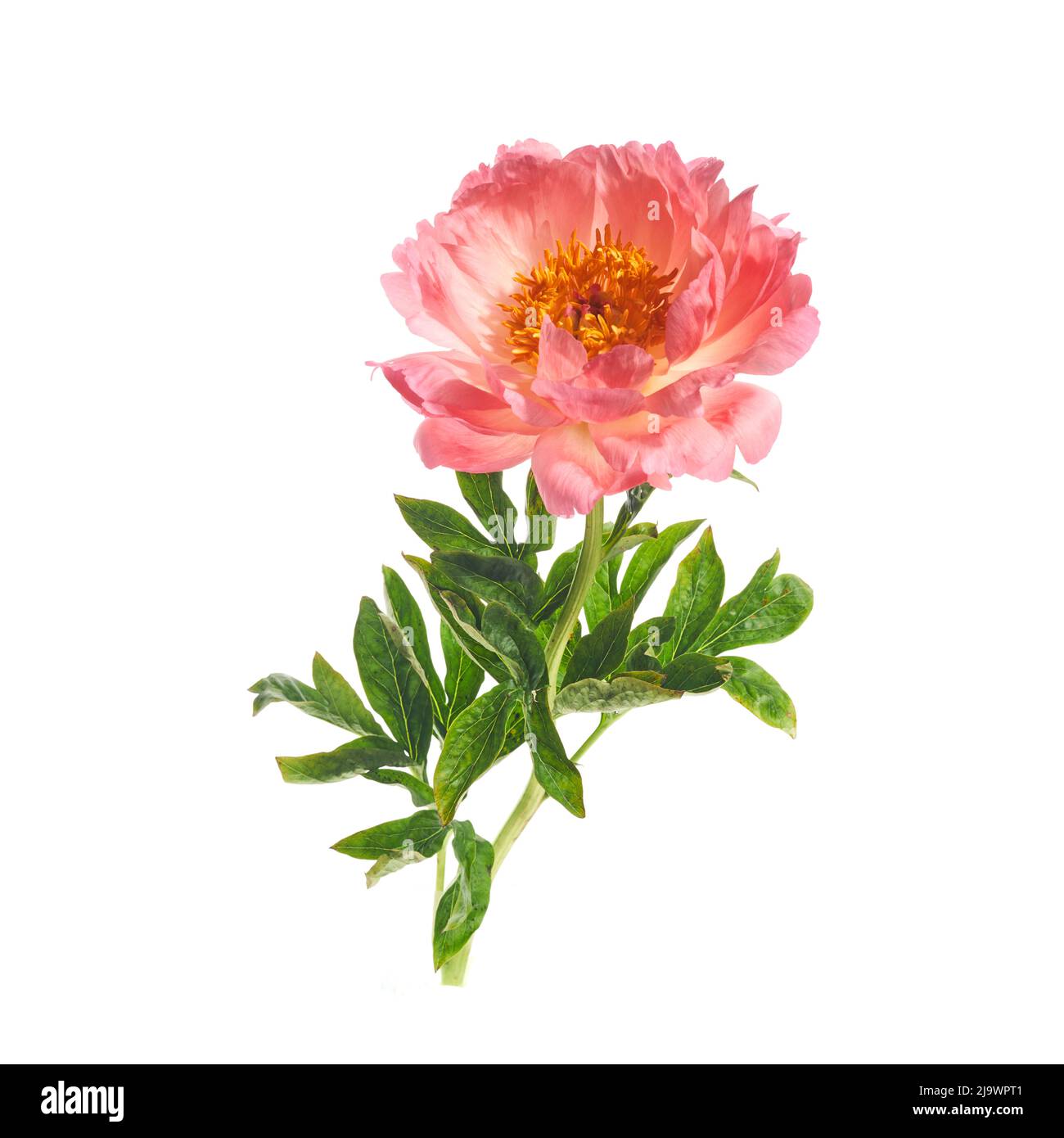 Beautiful pink peonies flowers isolated on white background Stock Photo ...