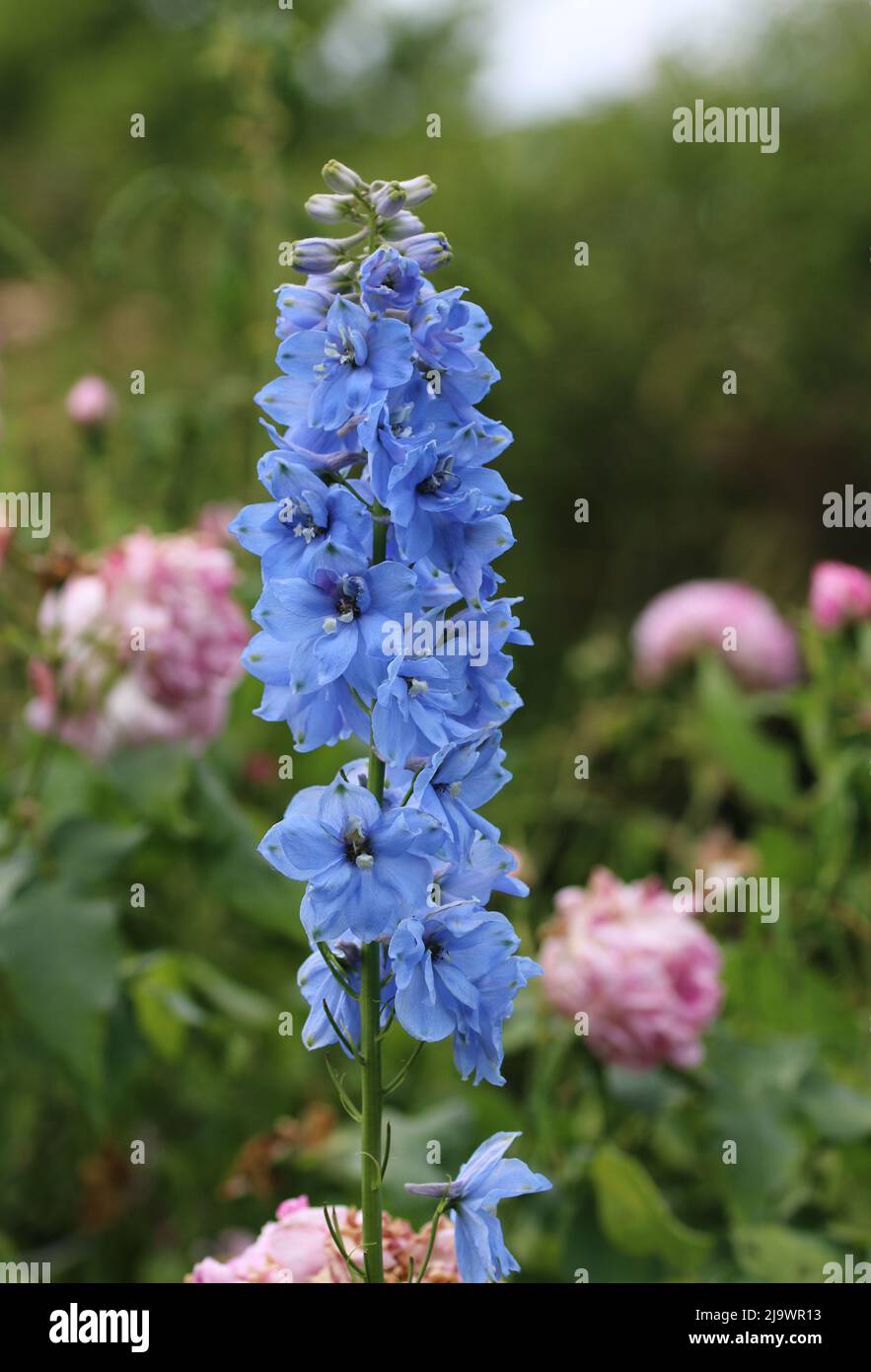 Flowering spike of blue delphinium flowers with white centres and a ...