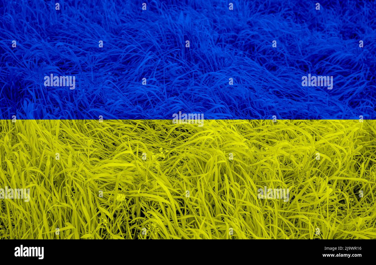 Flag of Ukraine on the grass wall in background Stock Photo - Alamy