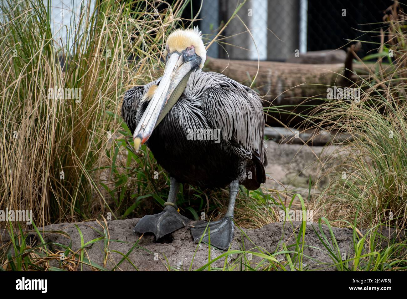 Black white seascape single hi-res stock photography and images - Alamy