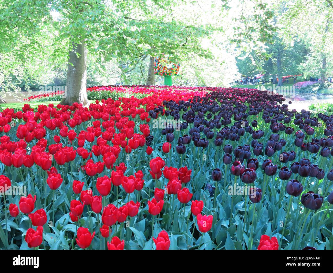 Sea of red and purple tulips disappearing in a river under the trees ...