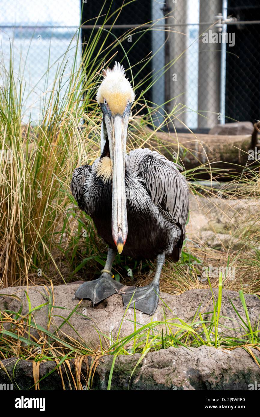 Brown pelican in winter hi-res stock photography and images - Alamy