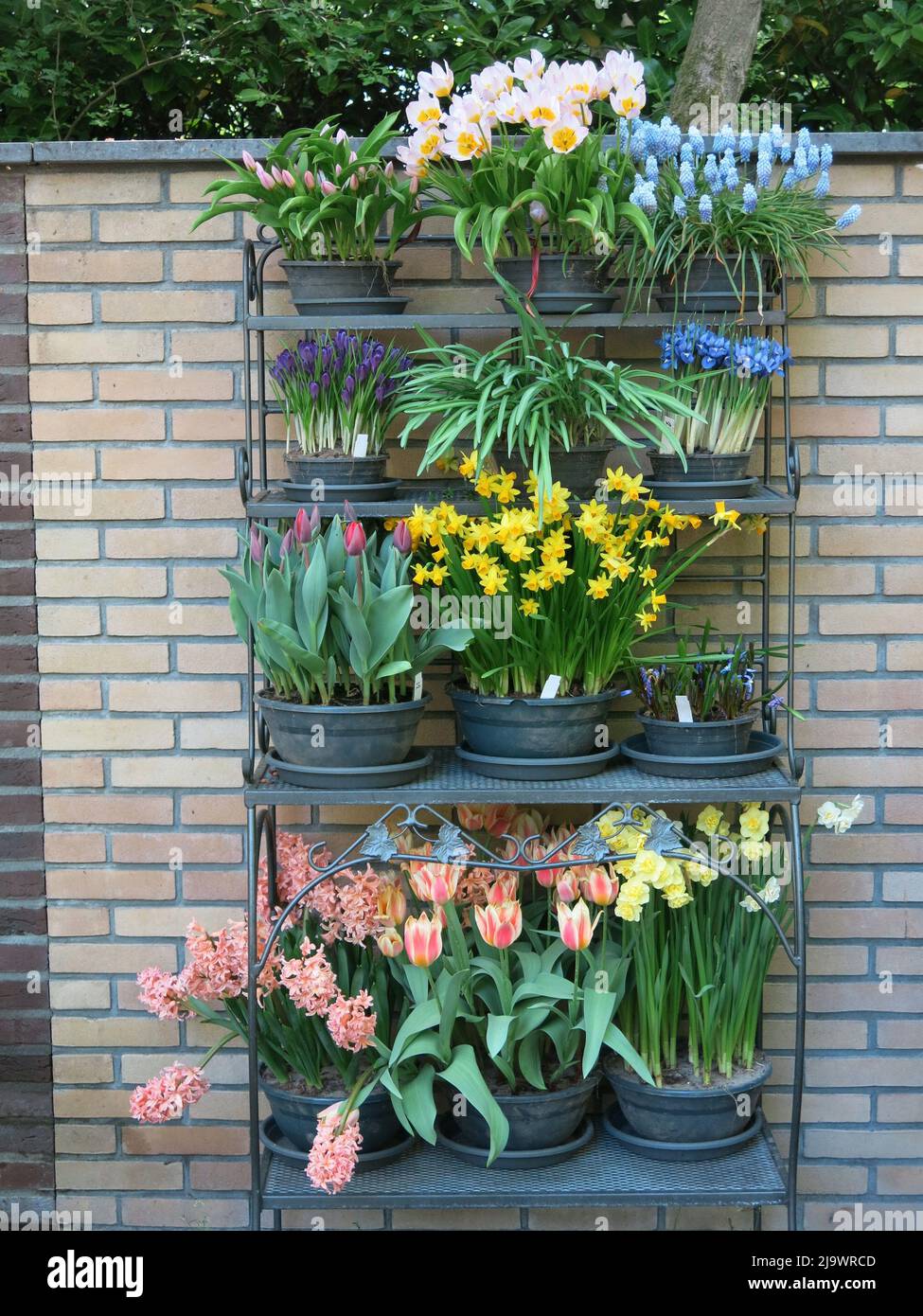 A 4 tier stand of spring bulbs in pots featuring tulips, daffodils ...