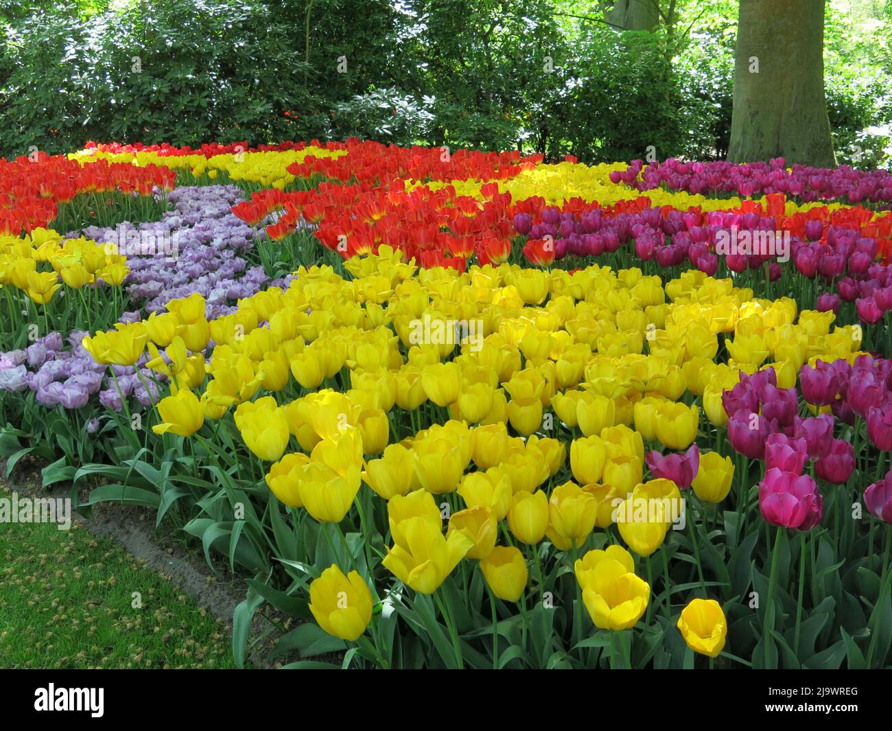 Swathes of colour from the 7 million tulip bulbs planted annually at ...
