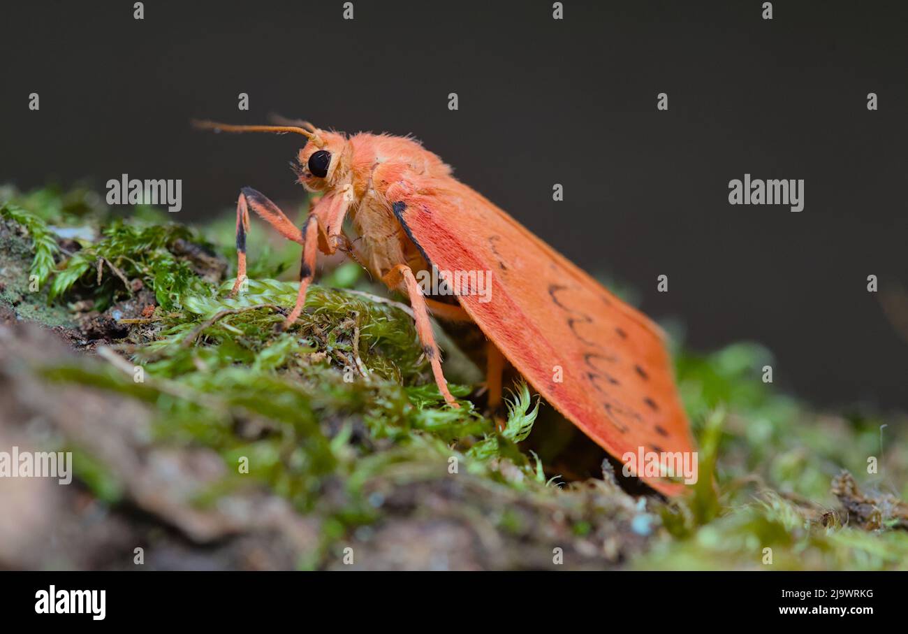 Rosy footman moth hi-res stock photography and images - Alamy