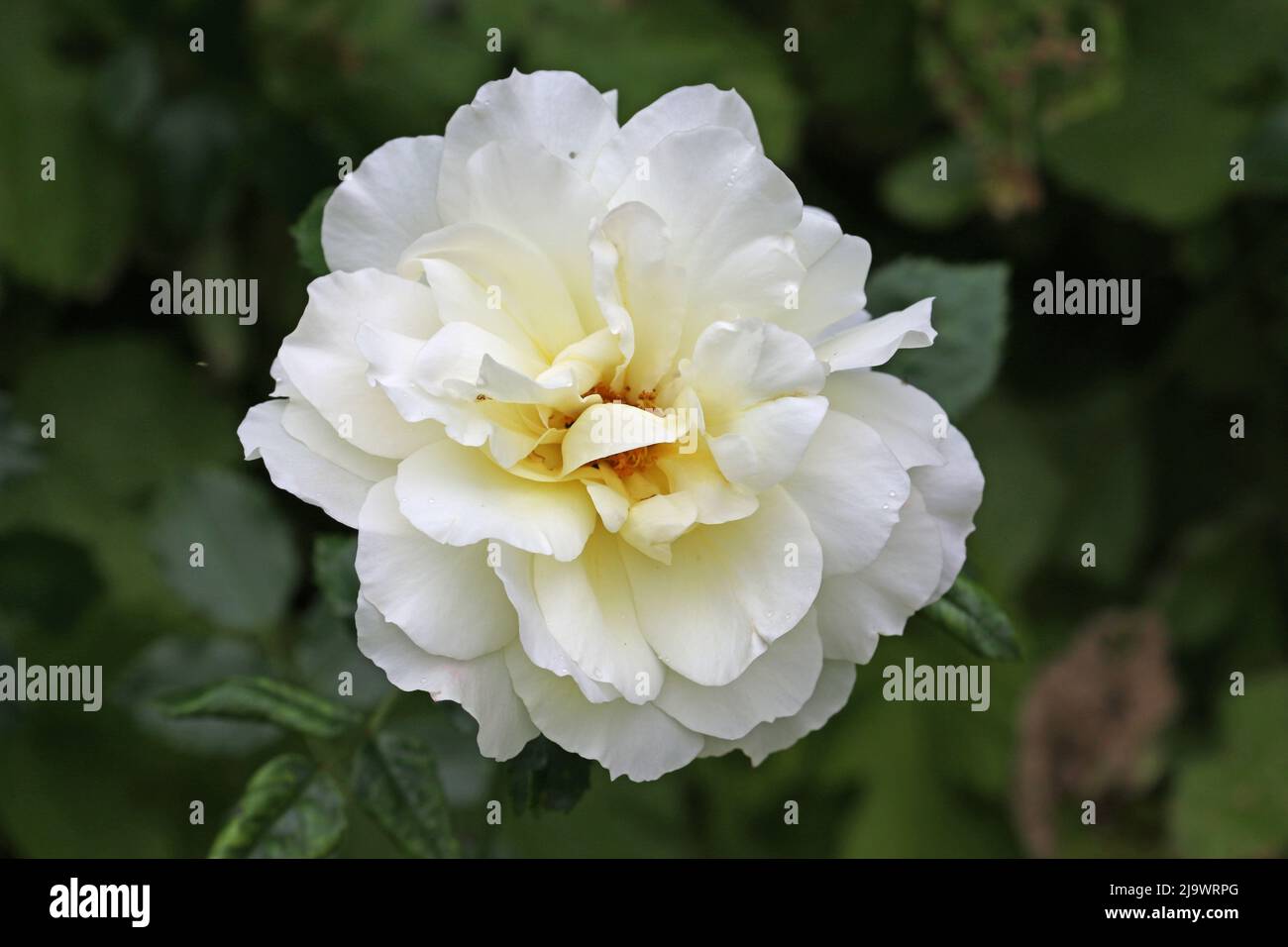 White rose flower with yellow centre, Rosa species of unknown variety ...