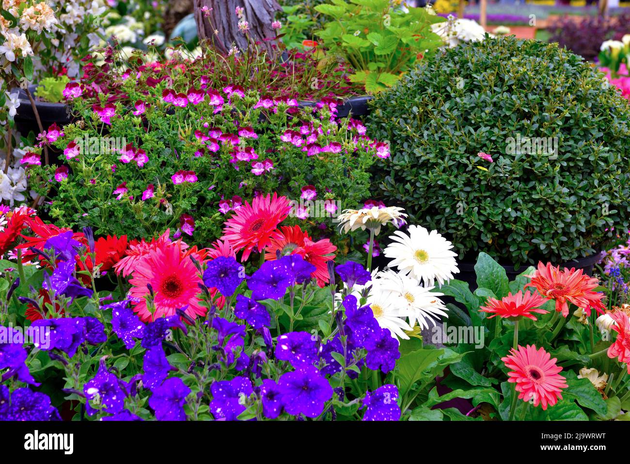 Euroflora hi-res stock photography and images - Alamy