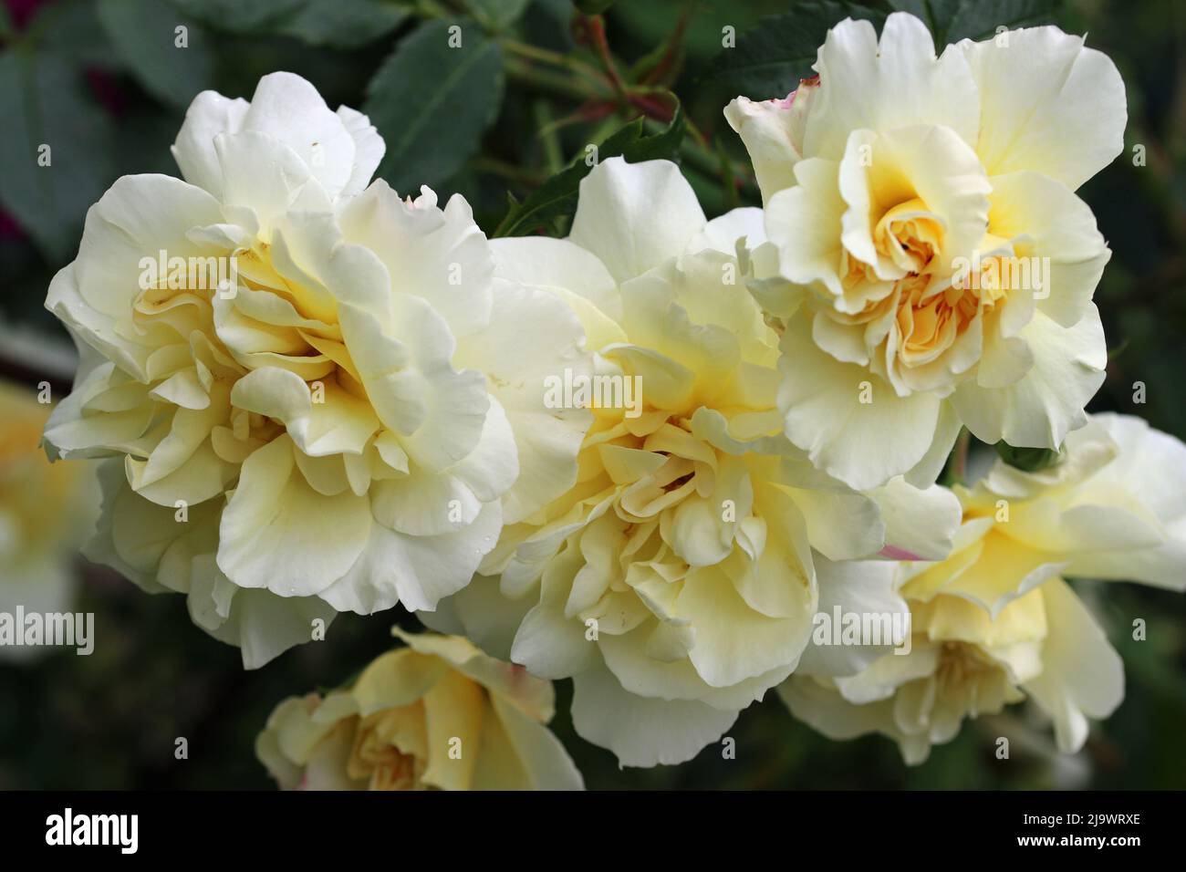 White rose flowers with yellow centres, Rosa species of unknown variety ...
