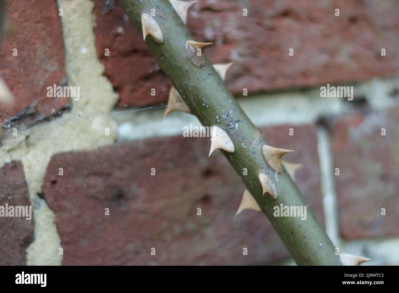 Green rose bush stem with thorns against blurred brick background Stock ...