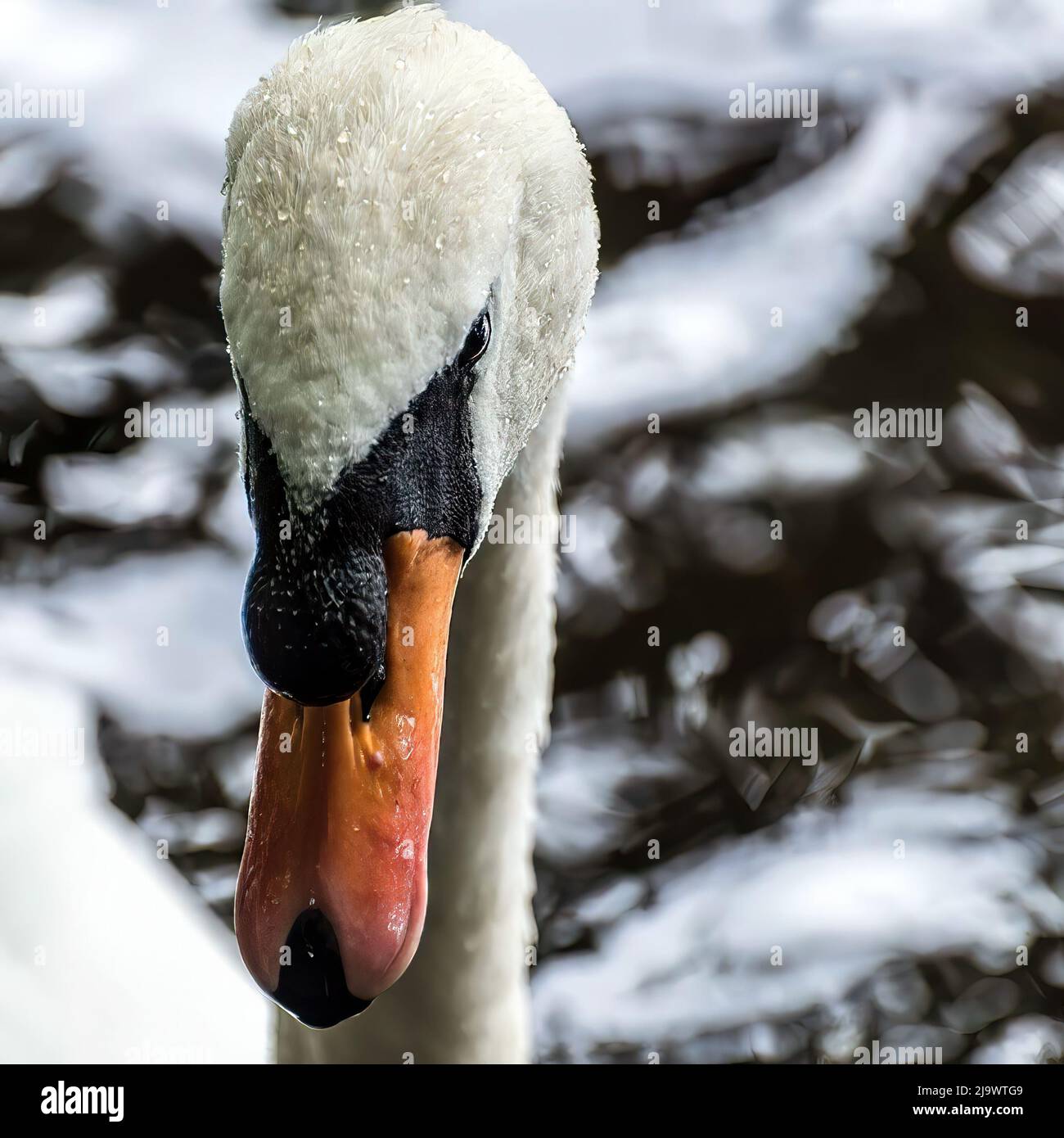 Swan fishing hi-res stock photography and images - Alamy