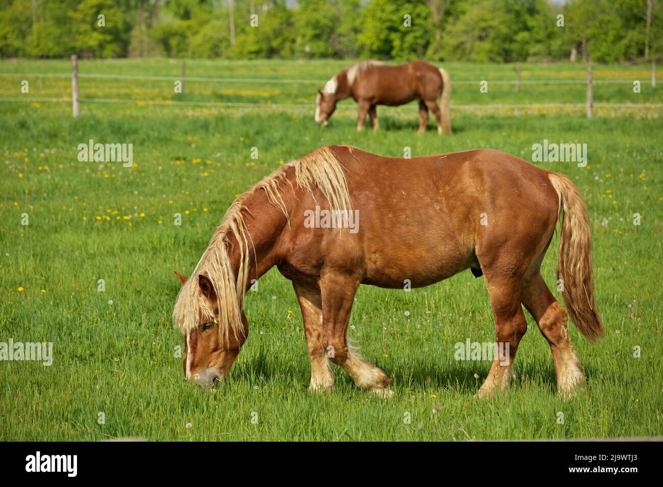 A Male Flaxen Chestnut Horse Stallion Colt Grazing in a Pasture Meadow ...