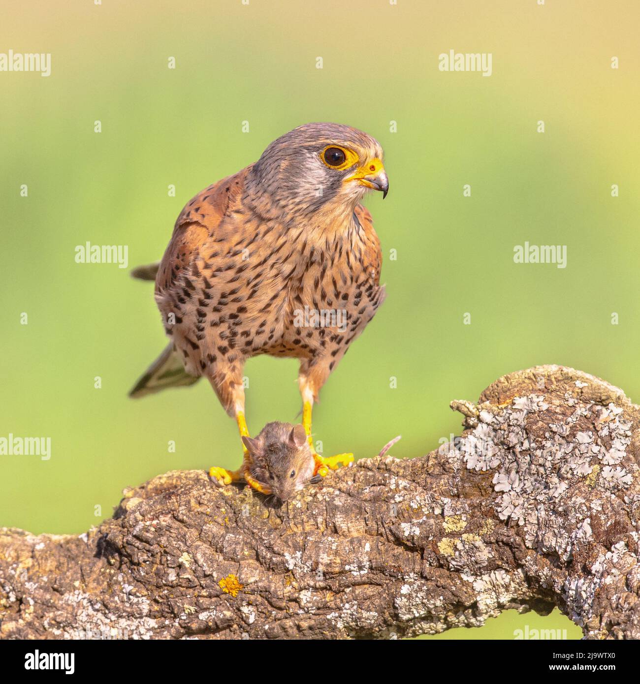 Eagle with mouse hi-res stock photography and images - Alamy