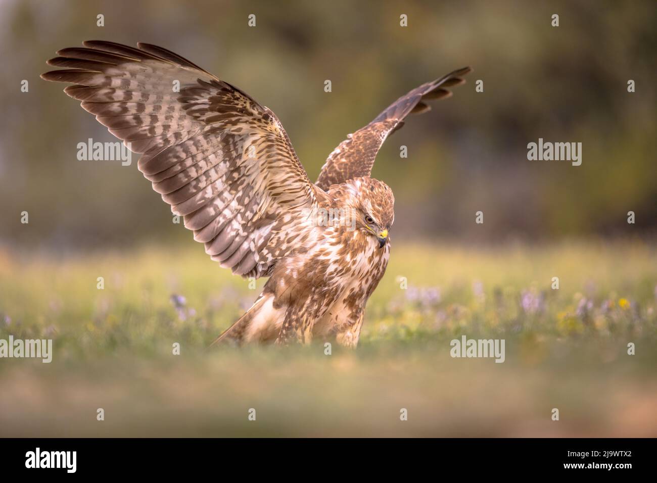 Buzzard with wings spread hi-res stock photography and images - Alamy