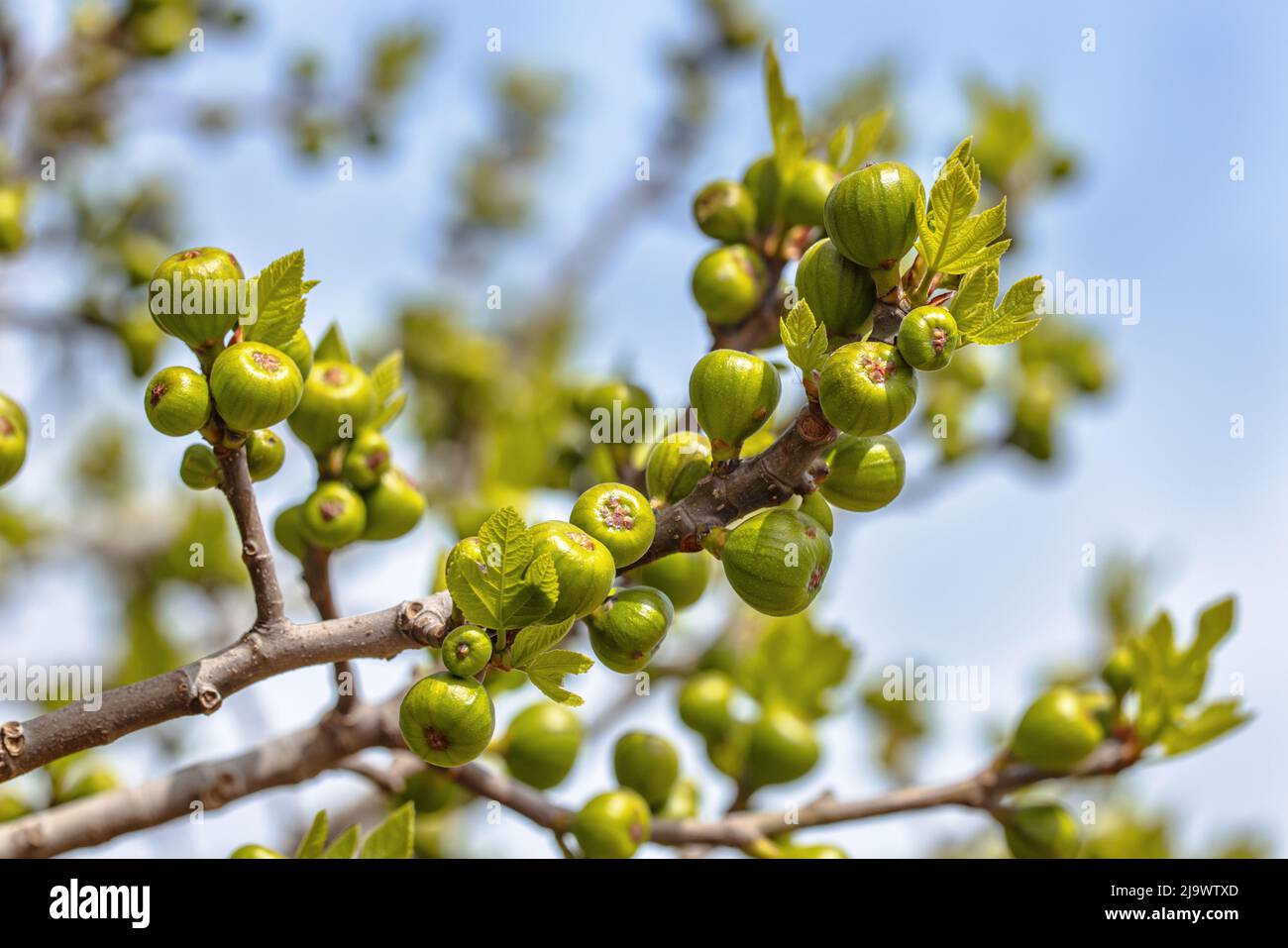 Fig is the edible fruit of (Ficus carica) growing on trees in the ...