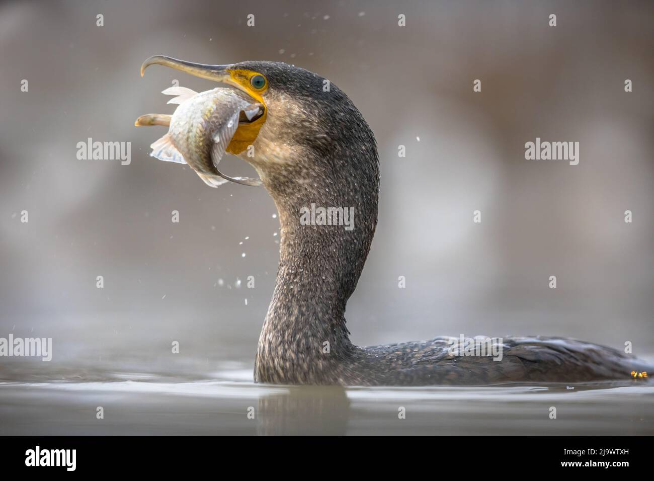 Great cormorant (Phalacrocorax carbo) eating carp fish caught in Lake ...