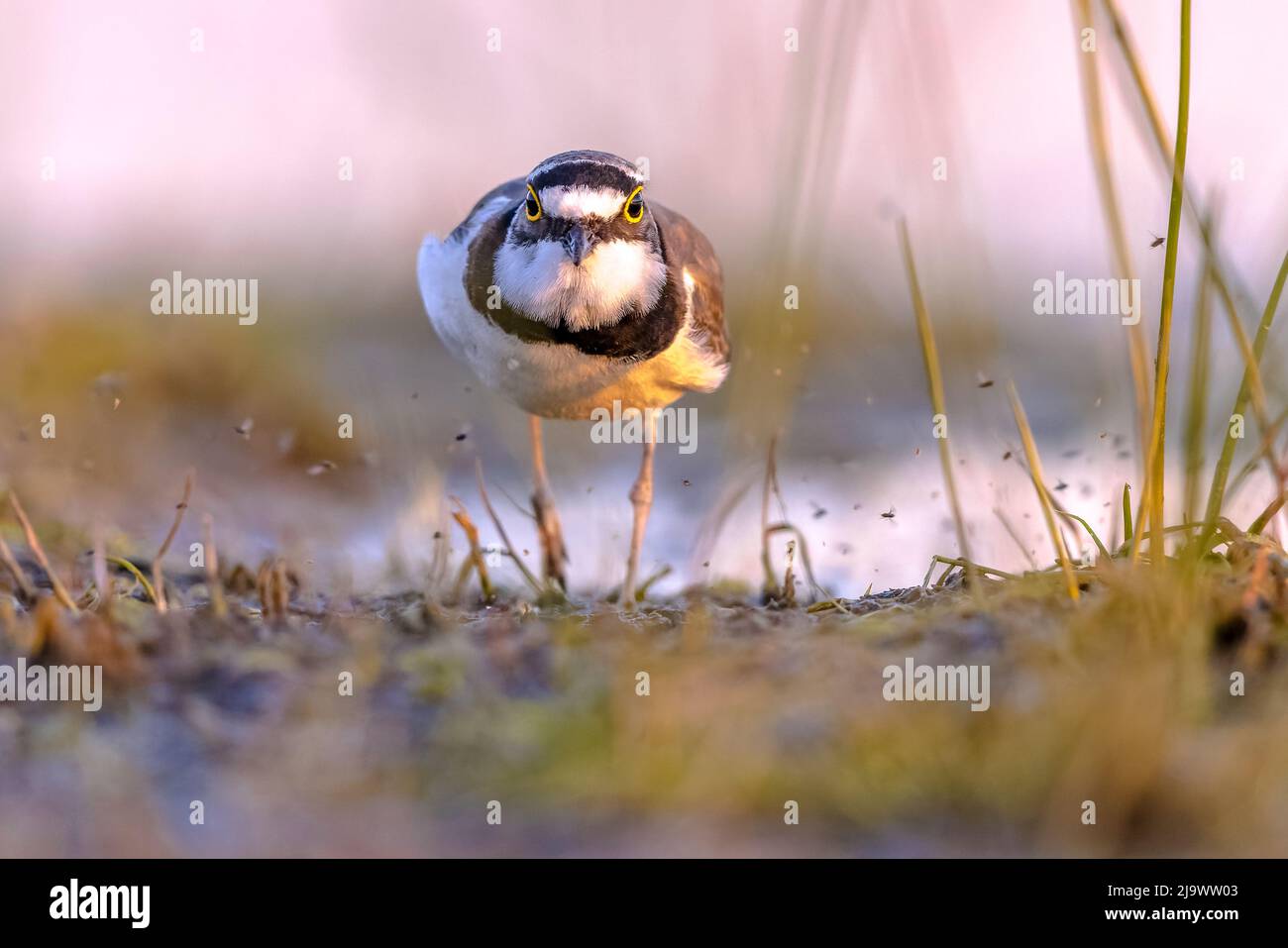 Little Ringed Plover (Charadrius dubius) running along bank while ...