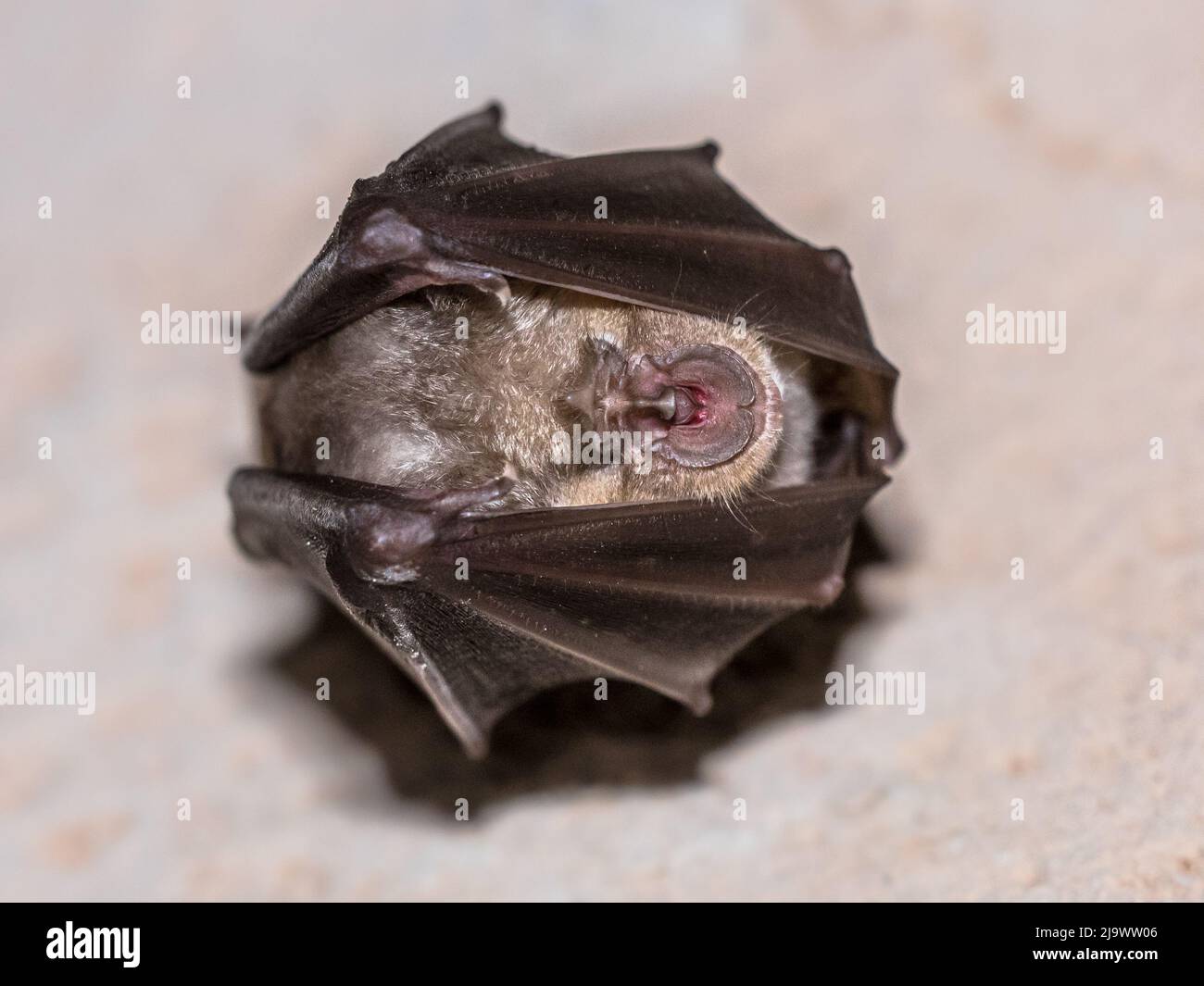 Folded wings hi-res stock photography and images - Alamy