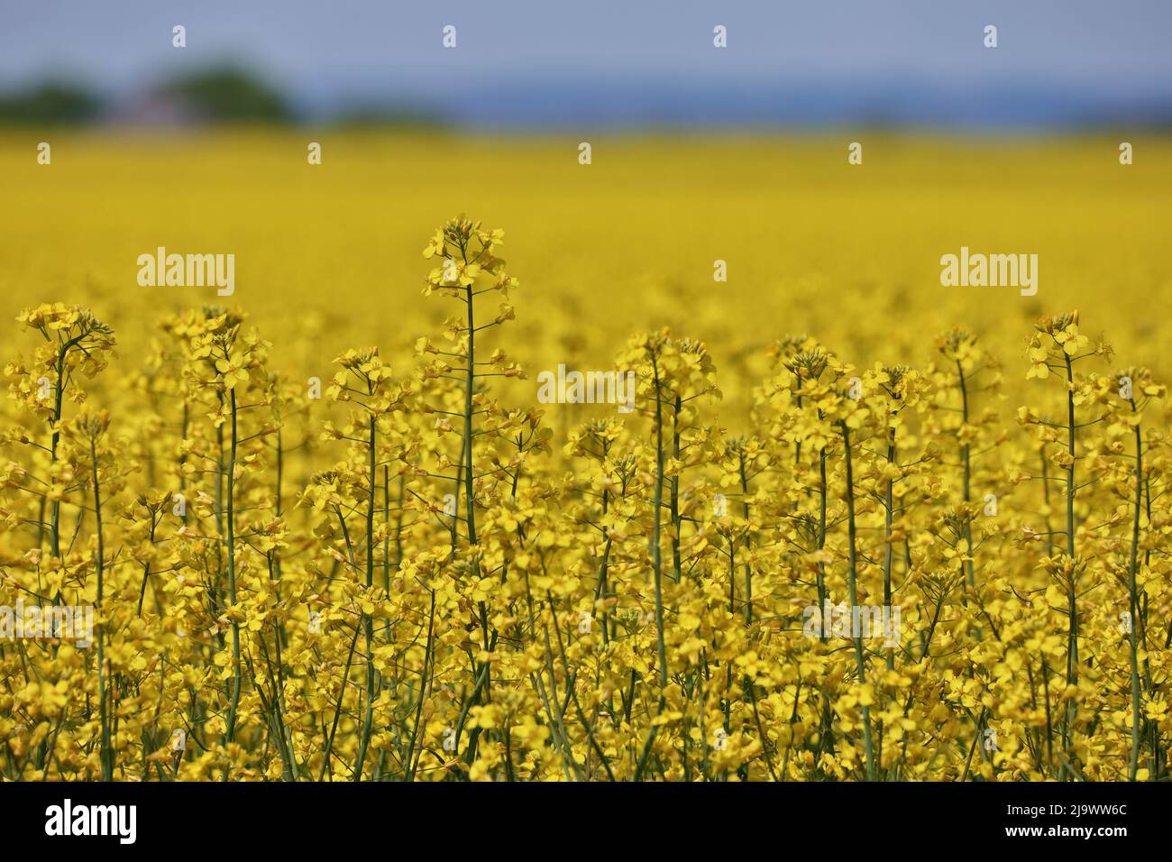 Canola flowers field hi-res stock photography and images - Alamy