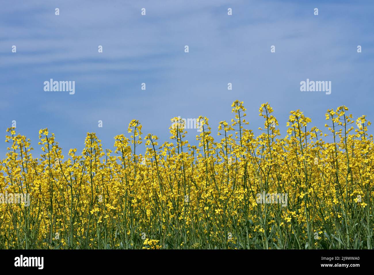 Canola flowers field hi-res stock photography and images - Alamy
