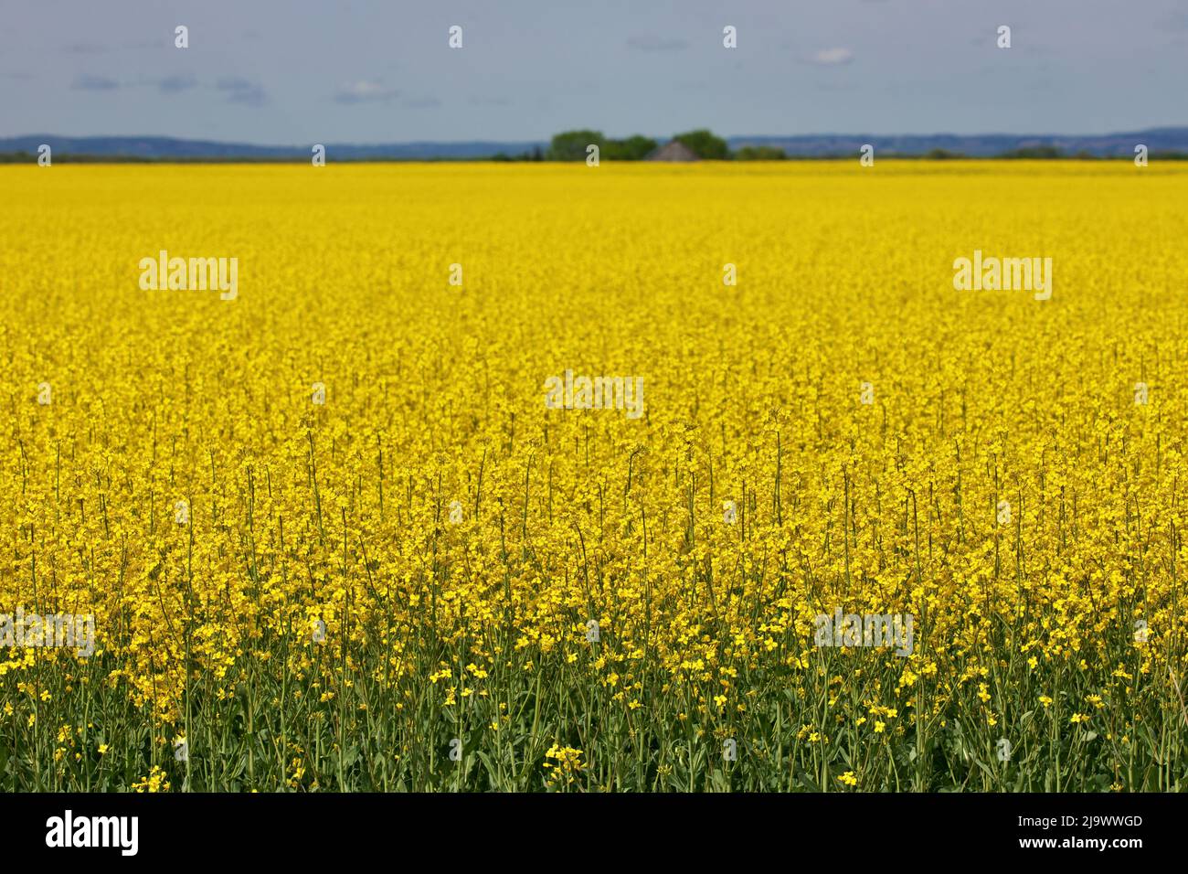 Wide Shot of Canola Field or Rapeseed Farm on a Breezy and Sunny Day ...