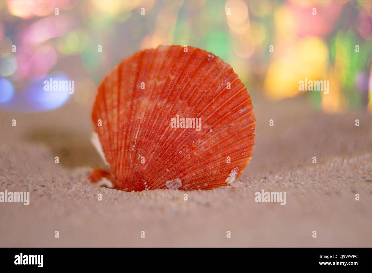 Closeup photography of red seashell,staying in sand.Summer vacantion ...