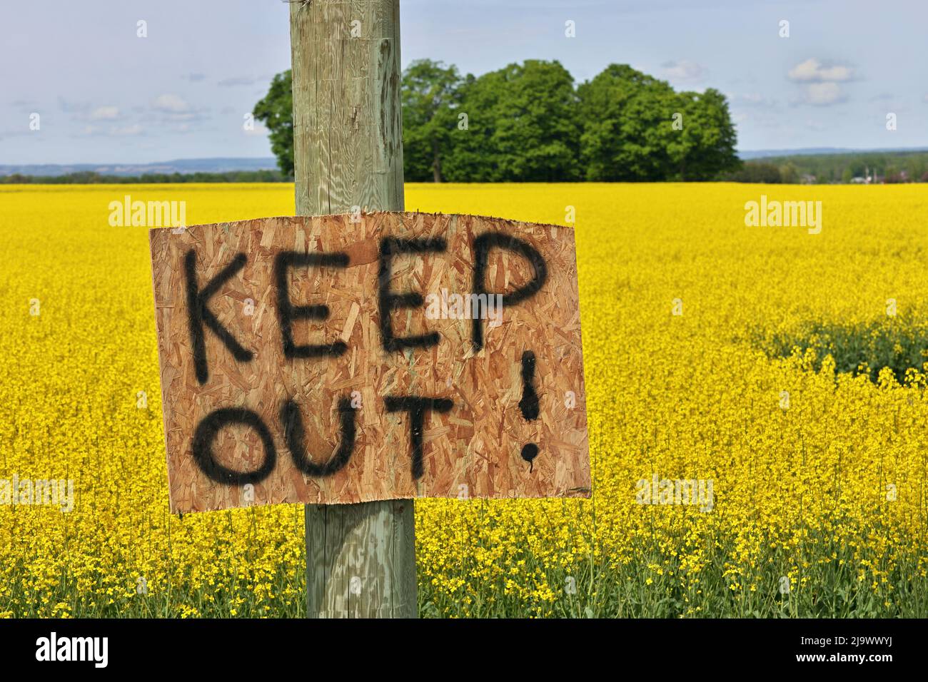 Homemade Keep Out Signs Posted at Edge of Canola Field to Warn ...