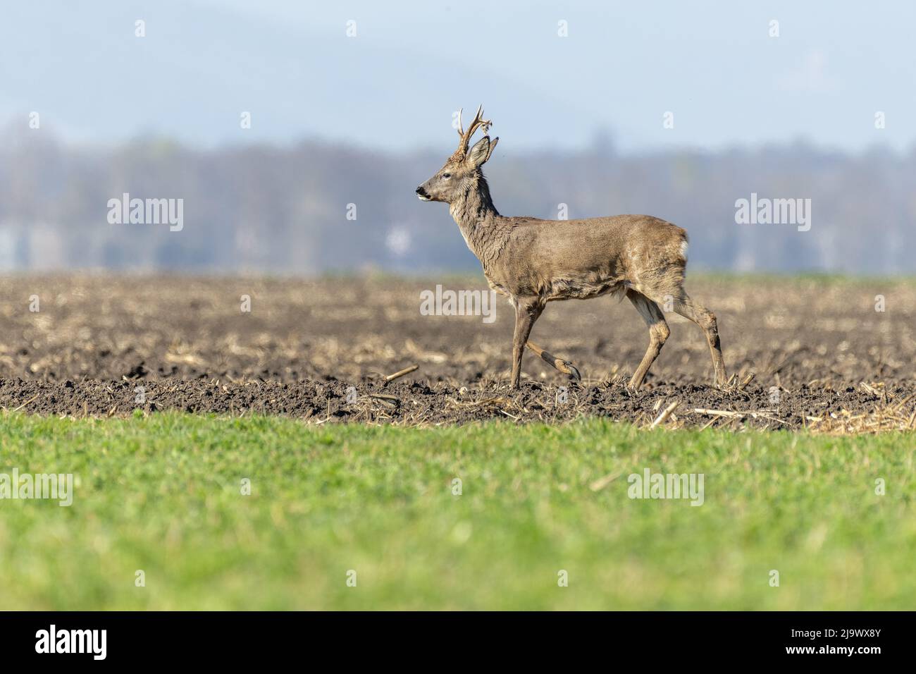 Male roe deer (Capreolus capreolus) walking in field at end of winter ...