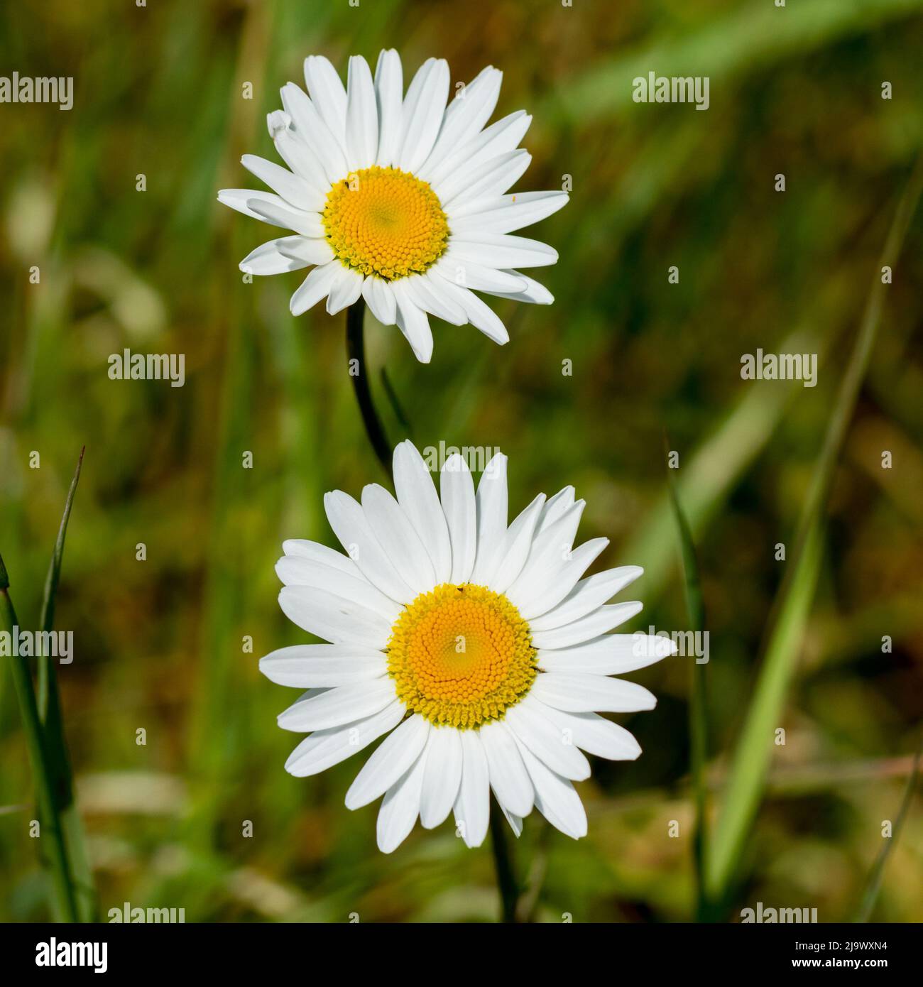 Daisy wildflower wildflowers hi-res stock photography and images - Alamy