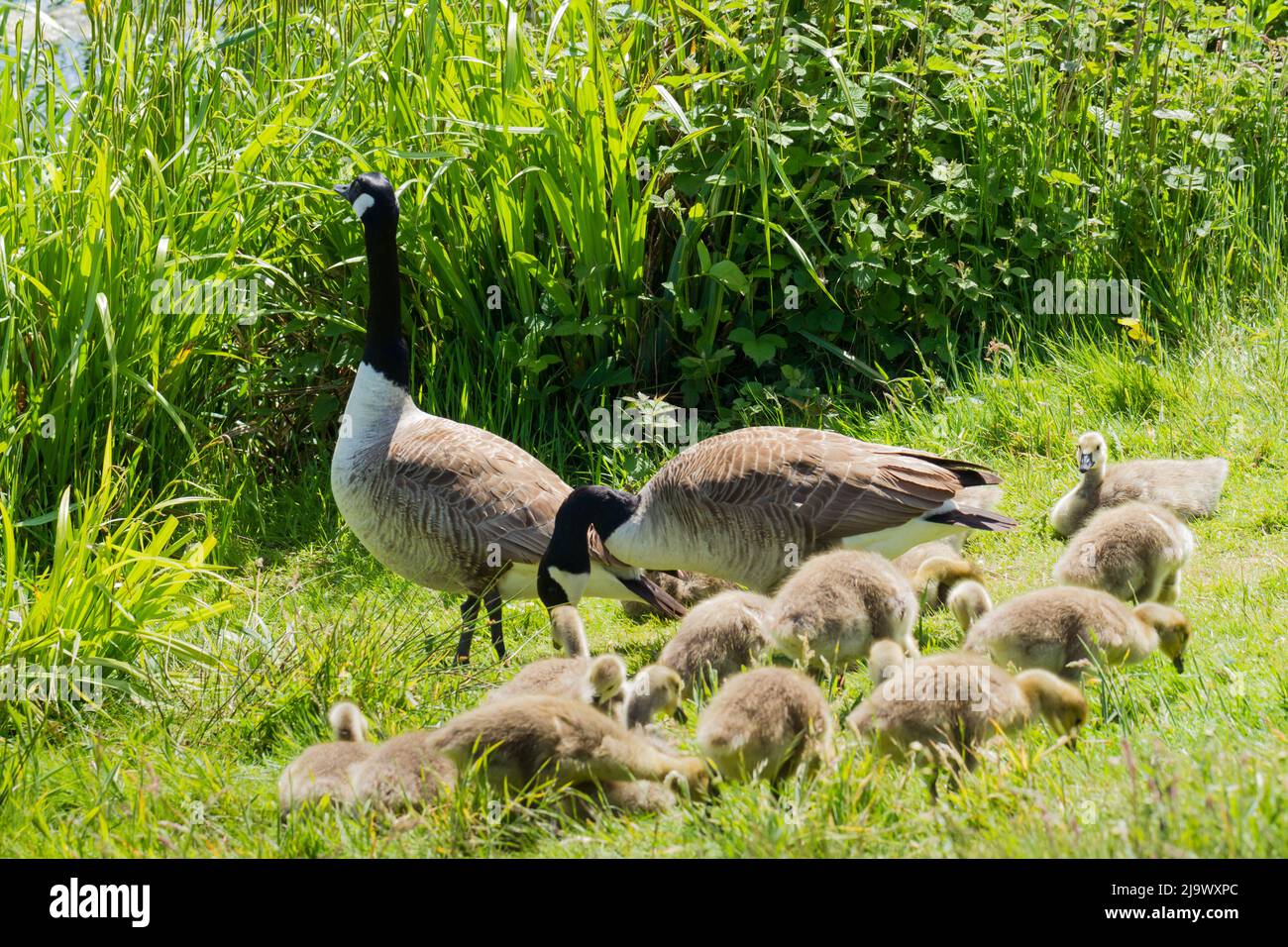 Branta family of birds hi-res stock photography and images - Alamy